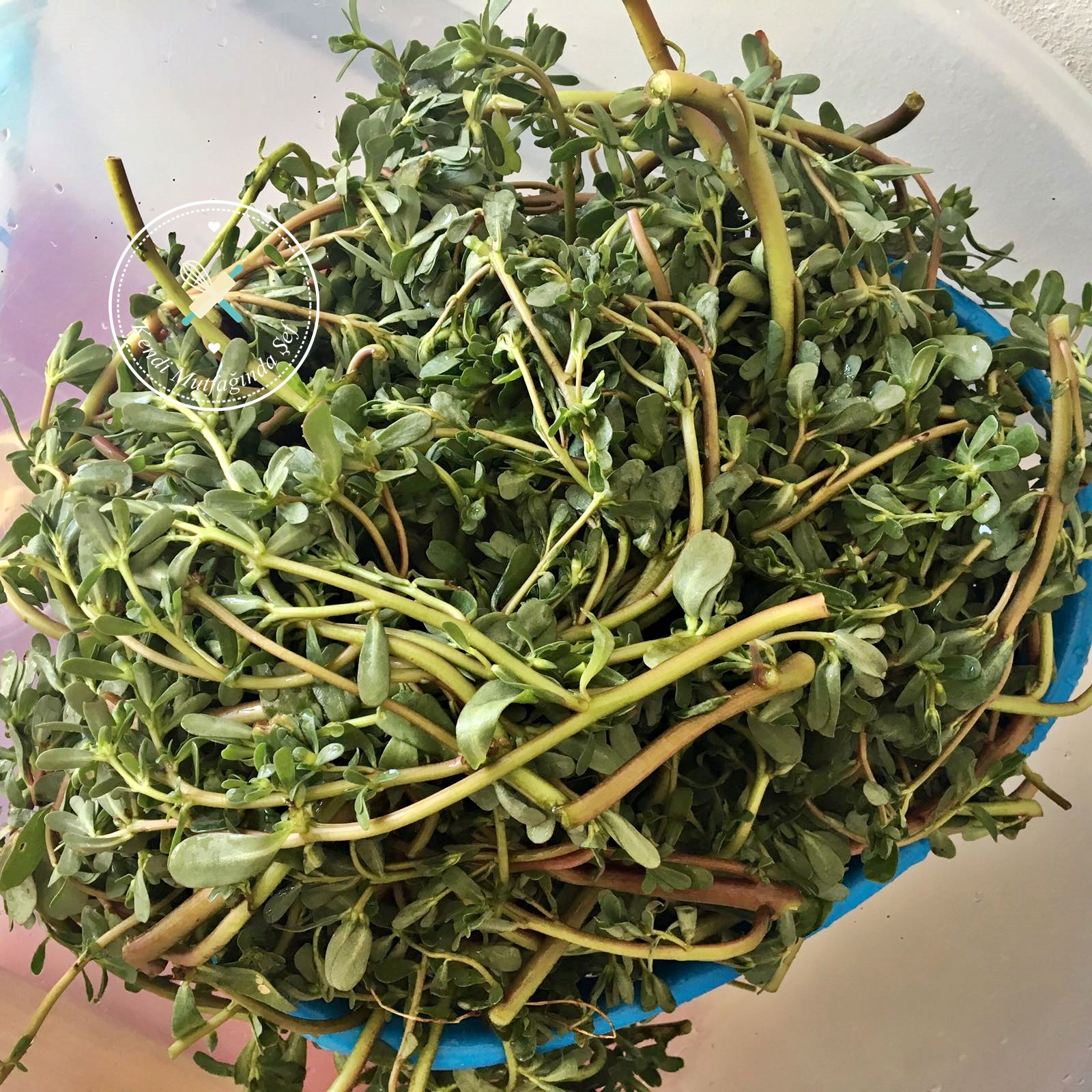 Semizotu Turşusu Tarifi - Kendi Mutfağında Şef